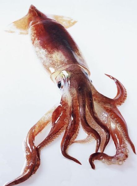 乌贼高清大图哪里找_乌贼图片怎么拍才清晰-第1张图片-山城妙识