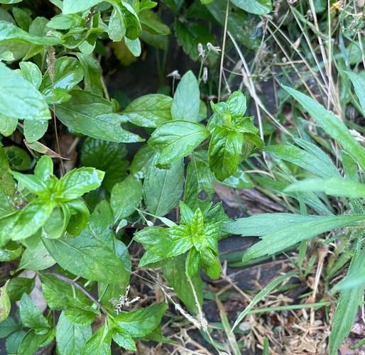 十香菜是薄荷吗_十香菜和薄荷的区别-第2张图片-山城妙识