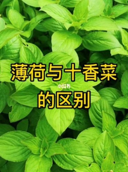 十香菜是薄荷吗_十香菜和薄荷的区别-第3张图片-山城妙识