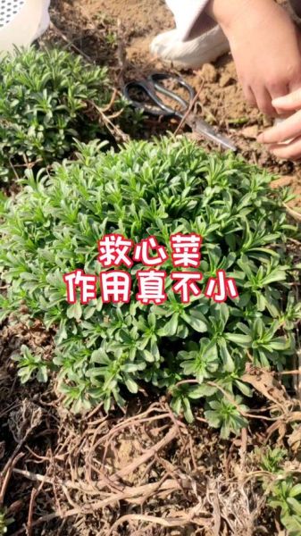 救心菜的功效与作用有哪些_救心菜怎么吃最营养-第3张图片-山城妙识