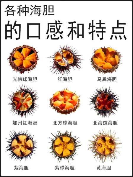海胆种类有哪些_如何区分海胆品种-第1张图片-山城妙识 海胆种类有哪些_如何区分海胆品种-第1张图片-山城妙识