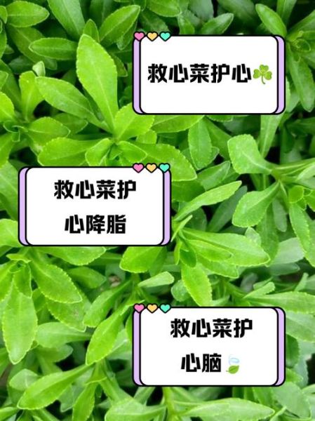 救心菜的功效与作用有哪些_救心菜怎么吃最营养-第2张图片-山城妙识