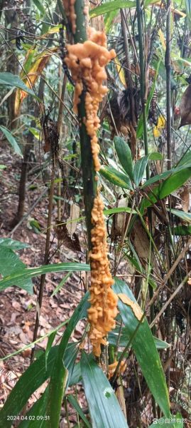 竹燕窝的功效与作用_竹燕窝的禁忌人群有哪些-第3张图片-山城妙识