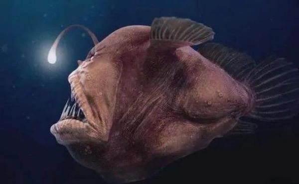 鮟鱇鱼长什么样_鮟鱇鱼图片大全哪里找-第1张图片-山城妙识