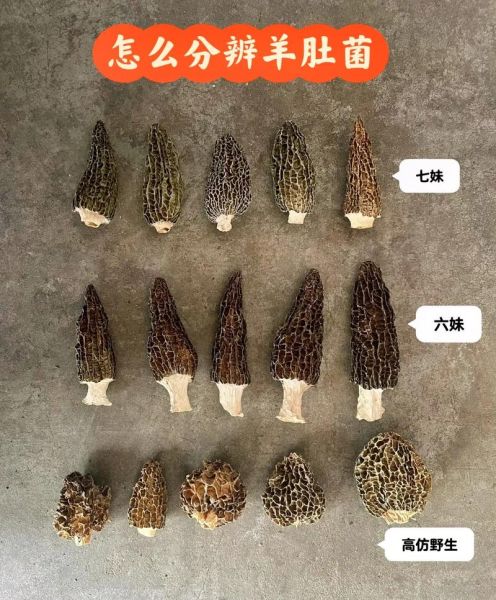 野生羊肚菌多少钱一斤_为什么价格差异这么大-第2张图片-山城妙识