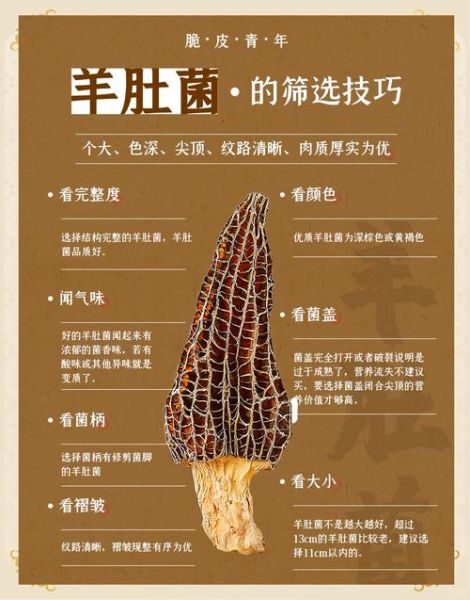 野生羊肚菌多少钱一斤_为什么价格差异这么大-第3张图片-山城妙识