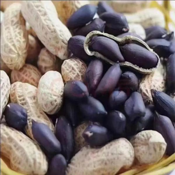 黑皮花生和红皮花生哪个好_营养价值对比-第2张图片-山城妙识