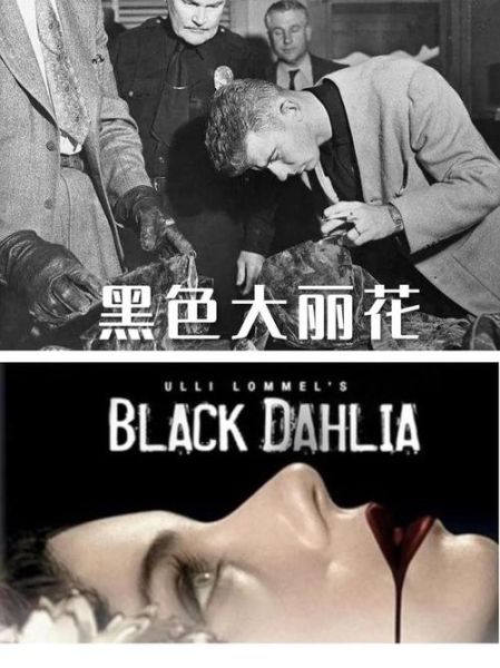 黑色大丽花真实图片_为什么被禁-第2张图片-山城妙识 黑色大丽花真实图片_为什么被禁-第2张图片-山城妙识