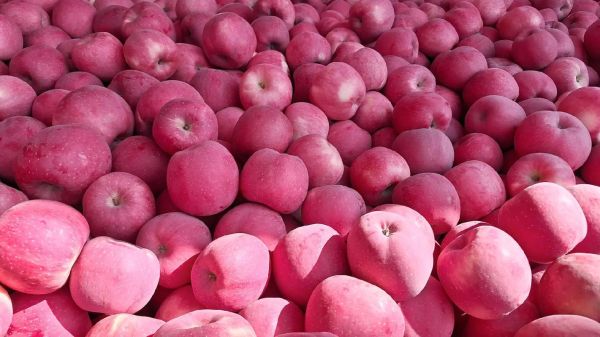 苹果水果图片壁纸哪里下载_如何设置高清苹果壁纸-第1张图片-山城妙识