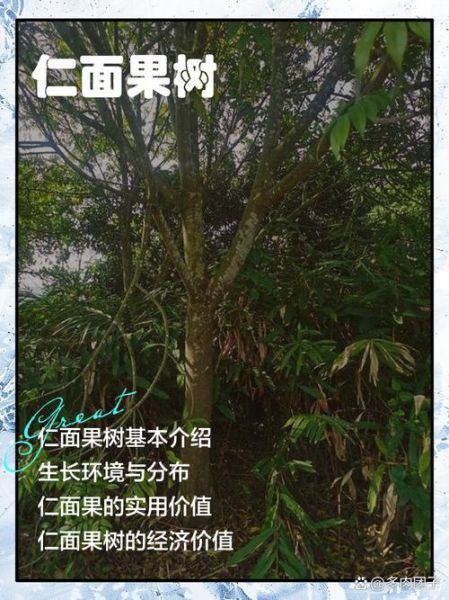 仁面树是什么树_仁面树种植几年结果-第1张图片-山城妙识 仁面树是什么树_仁面树种植几年结果-第1张图片-山城妙识