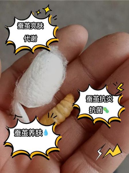 蚕茧的作用_蚕茧有什么功效-第2张图片-山城妙识