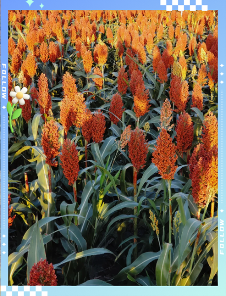 高粱图片_如何识别真假-第1张图片-山城妙识