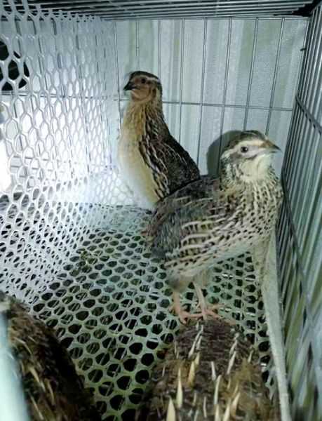 养100只鹌鹑一年利润_新手能赚多少钱-第2张图片-山城妙识