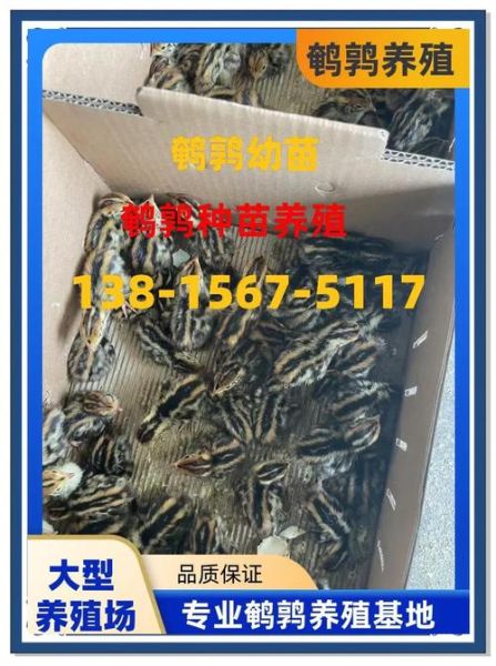 养100只鹌鹑一年利润_新手能赚多少钱-第3张图片-山城妙识