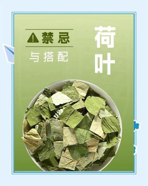 荷叶茶的功效与作用_荷叶茶的禁忌人群-第3张图片-山城妙识