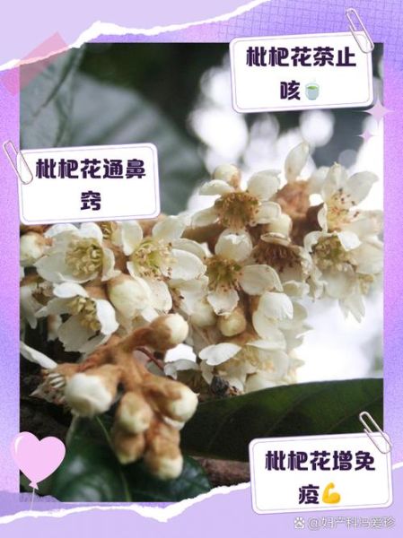 枇杷花泡水喝的功效与禁忌_枇杷花适合什么人喝-第1张图片-山城妙识 枇杷花泡水喝的功效与禁忌_枇杷花适合什么人喝-第1张图片-山城妙识