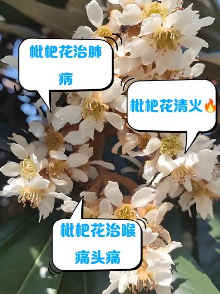 枇杷花泡水喝的功效与禁忌_枇杷花适合什么人喝-第2张图片-山城妙识 枇杷花泡水喝的功效与禁忌_枇杷花适合什么人喝-第2张图片-山城妙识