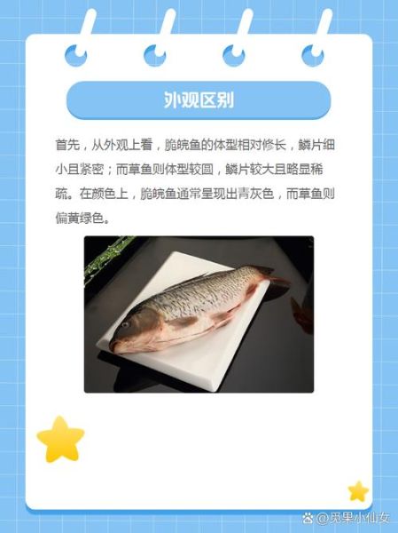 皖鱼和鲩鱼区别_皖鱼是草鱼吗-第1张图片-山城妙识