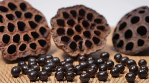 莲蓬乳芝麻毛孔怎么去除_莲蓬乳芝麻毛孔会自愈吗-第1张图片-山城妙识