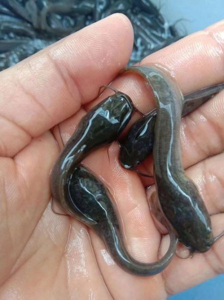 黄鲶鱼图片大全_黄鲶鱼怎么分辨公母-第2张图片-山城妙识