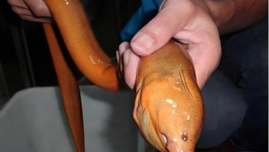 望月鳝有毒吗_为什么不能吃-第3张图片-山城妙识