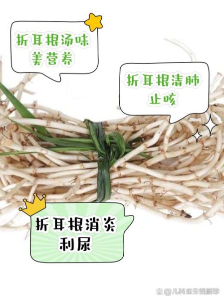 折耳根是鱼腥草吗_区别与功效全解析-第2张图片-山城妙识 折耳根是鱼腥草吗_区别与功效全解析-第2张图片-山城妙识