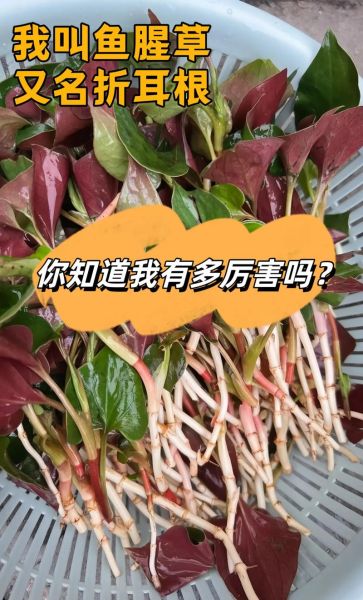 折耳根是鱼腥草吗_区别与功效全解析-第3张图片-山城妙识 折耳根是鱼腥草吗_区别与功效全解析-第3张图片-山城妙识