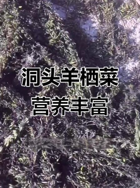 羊栖菜是什么菜_羊栖菜怎么吃-第2张图片-山城妙识 羊栖菜是什么菜_羊栖菜怎么吃-第2张图片-山城妙识