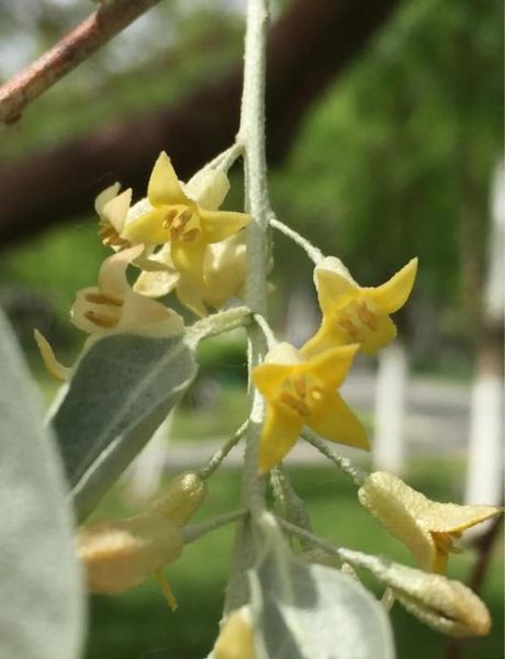 沙枣树怎么种_沙枣树几年结果-第2张图片-山城妙识 沙枣树怎么种_沙枣树几年结果-第2张图片-山城妙识