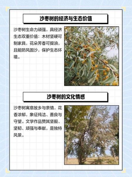 沙枣树怎么种_沙枣树几年结果-第3张图片-山城妙识 沙枣树怎么种_沙枣树几年结果-第3张图片-山城妙识