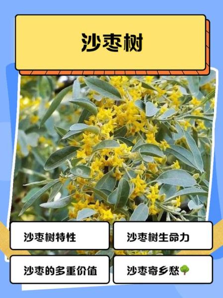 沙枣树怎么种_沙枣树几年结果-第1张图片-山城妙识 沙枣树怎么种_沙枣树几年结果-第1张图片-山城妙识