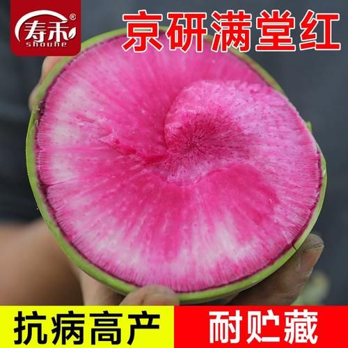 心灵美萝卜怎么种_心灵美萝卜营养价值高吗-第1张图片-山城妙识