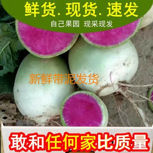 心灵美萝卜怎么种_心灵美萝卜营养价值高吗-第2张图片-山城妙识