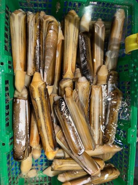 蛏子多少钱一斤2021_蛏子价格为什么波动大-第1张图片-山城妙识 蛏子多少钱一斤2021_蛏子价格为什么波动大-第1张图片-山城妙识