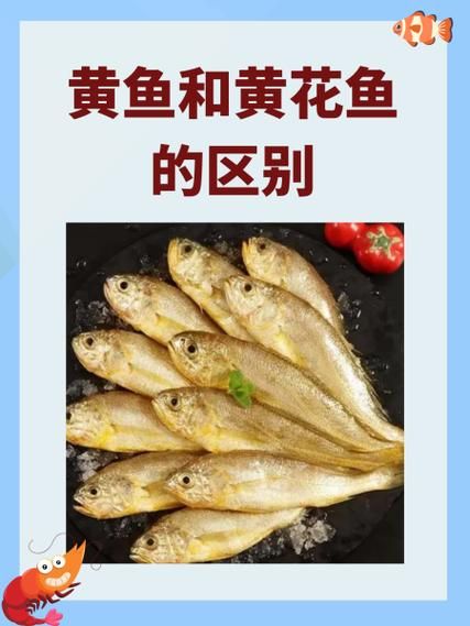 黄鱼和黄花鱼的区别_哪种更好吃-第2张图片-山城妙识