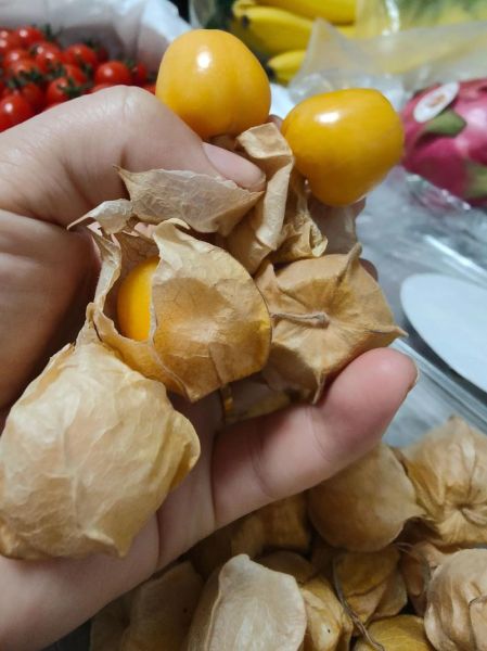 野生姑娘果长什么样_野生姑娘果能吃吗-第1张图片-山城妙识 野生姑娘果长什么样_野生姑娘果能吃吗-第1张图片-山城妙识