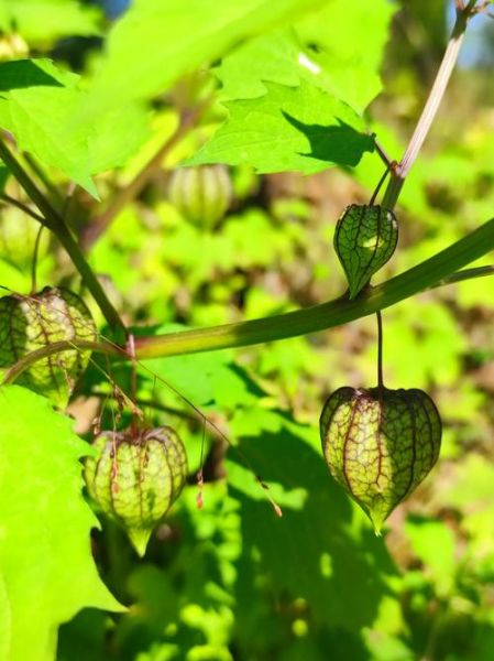 野生姑娘果长什么样_野生姑娘果能吃吗-第2张图片-山城妙识 野生姑娘果长什么样_野生姑娘果能吃吗-第2张图片-山城妙识