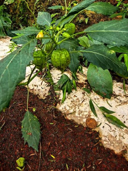 野生姑娘果长什么样_野生姑娘果能吃吗-第3张图片-山城妙识 野生姑娘果长什么样_野生姑娘果能吃吗-第3张图片-山城妙识