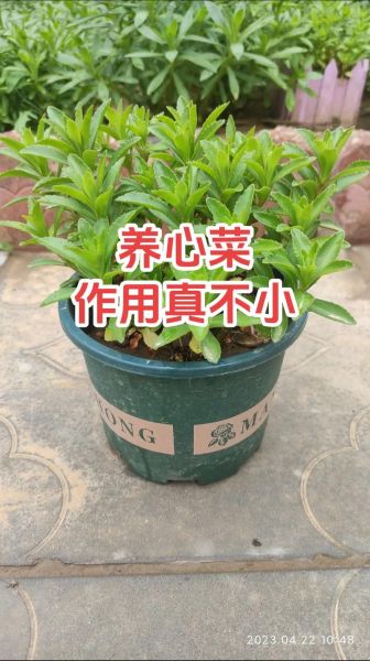 救心菜怎么吃_救心菜有哪些家常做法-第1张图片-山城妙识