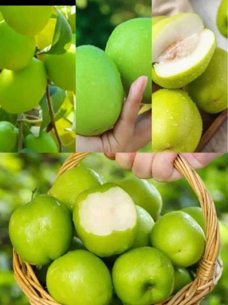 蜜枣儿拼音怎么读_蜜枣儿正确发音方法-第3张图片-山城妙识 蜜枣儿拼音怎么读_蜜枣儿正确发音方法-第3张图片-山城妙识