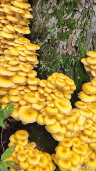榆黄蘑的功效与作用_榆黄蘑怎么吃最好-第2张图片-山城妙识