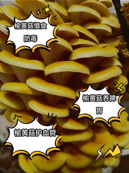 榆黄蘑的功效与作用_榆黄蘑怎么吃最好-第3张图片-山城妙识