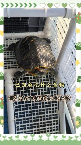 巴西龟可以吃吗_巴西龟食用安全吗-第1张图片-山城妙识