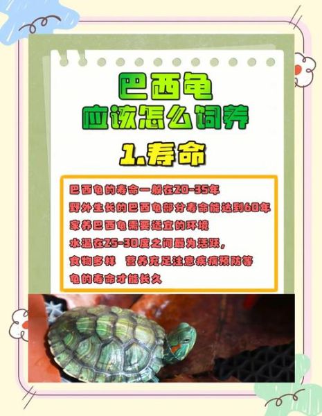 巴西龟可以吃吗_巴西龟食用安全吗-第2张图片-山城妙识