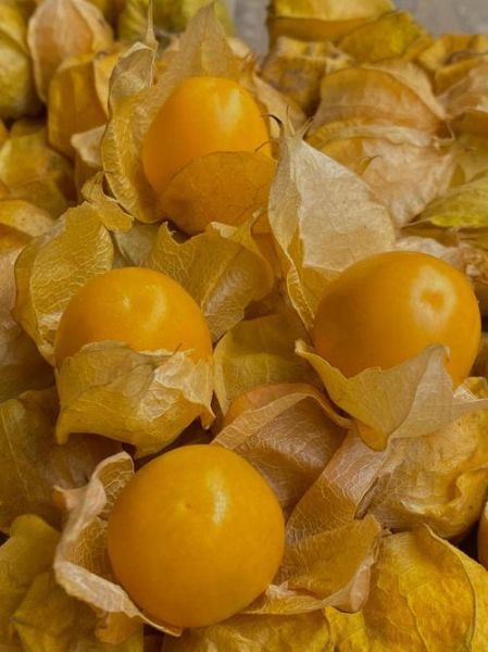 孤鸟水果是什么_孤鸟水果怎么挑选-第2张图片-山城妙识