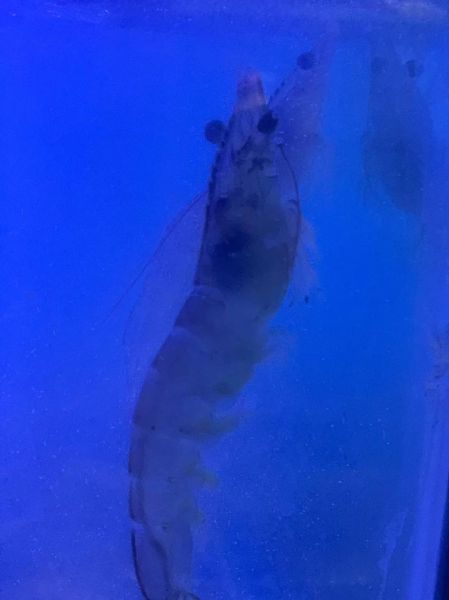 大明虾多少钱一斤_大明虾价格为什么波动这么大-第3张图片-山城妙识