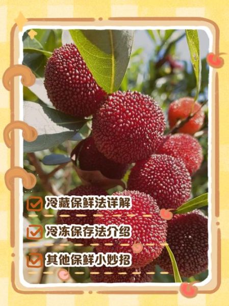 杨梅怎么保存时间长_杨梅冷藏还是冷冻好-第1张图片-山城妙识
