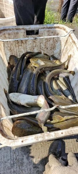 鲶鱼图片大全大图_鲶鱼高清图鉴-第2张图片-山城妙识