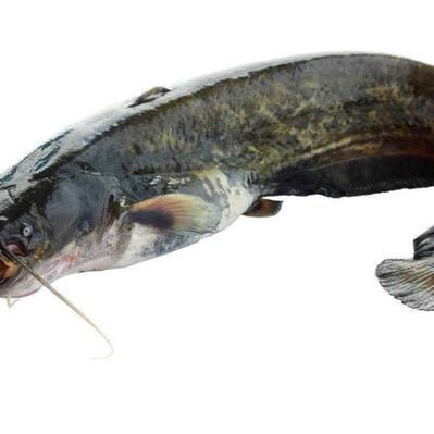 鲶鱼图片大全大图_鲶鱼高清图鉴-第3张图片-山城妙识