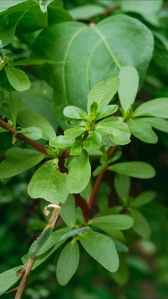 马齿苋长什么样_马齿苋图片大全怎么找-第2张图片-山城妙识